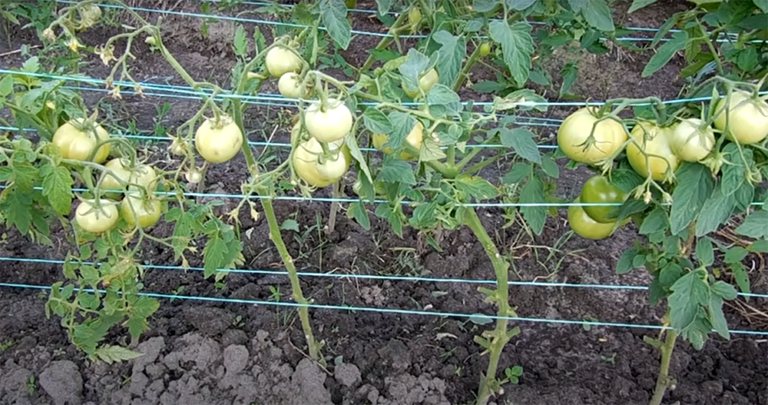 4 Steps To Make Garden Rows - GardenProfy