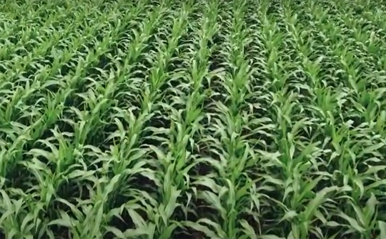 4 Steps To Make Garden Rows - GardenProfy