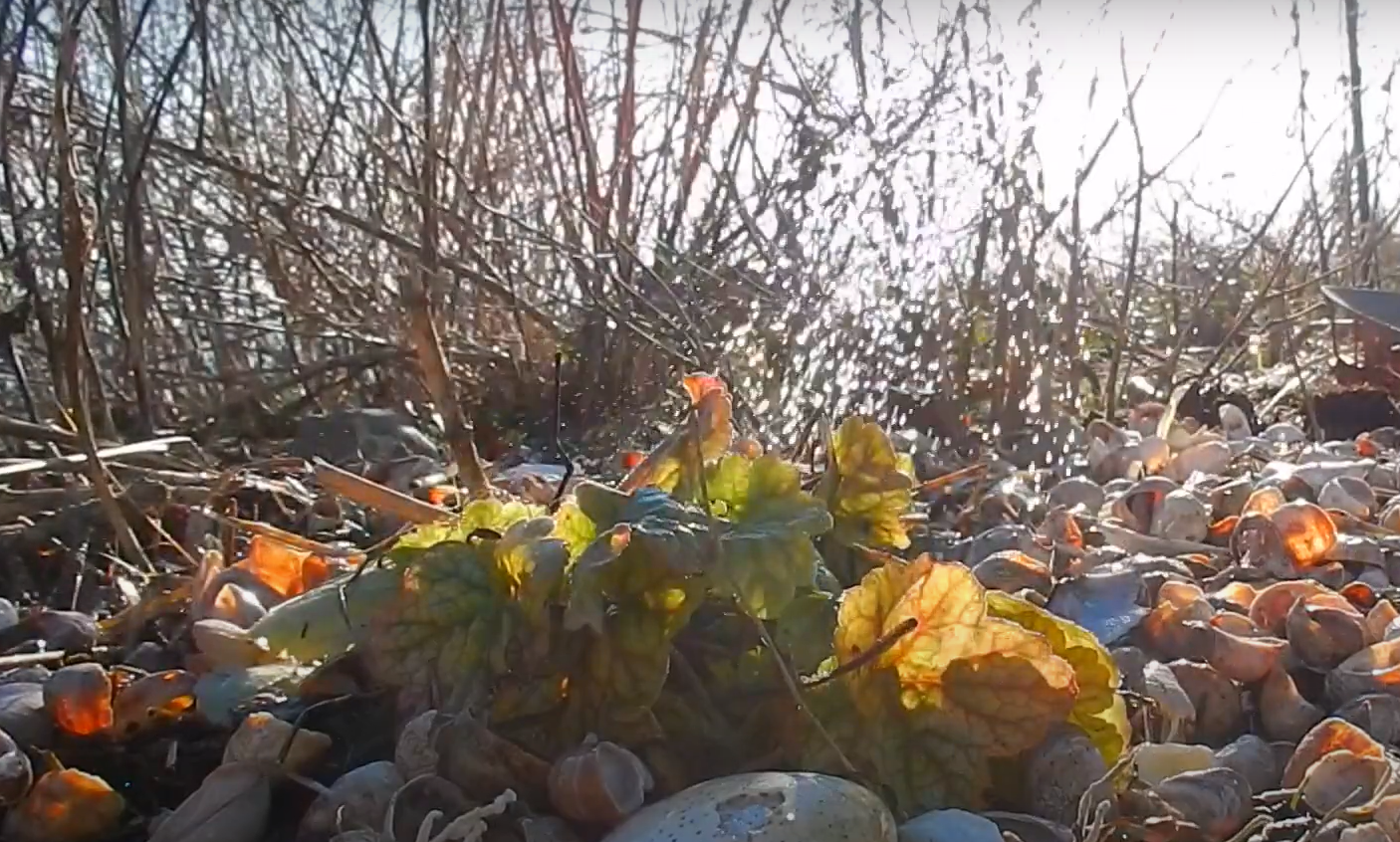 How to Use Seashells in Garden? - GardenProfy