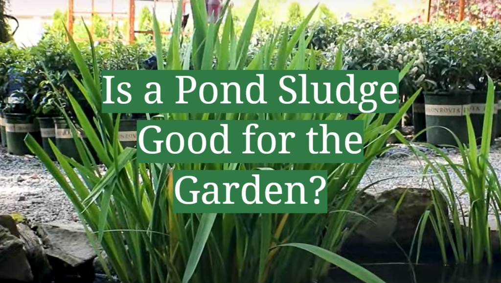 Is a Pond Sludge Good for the Garden? - GardenProfy