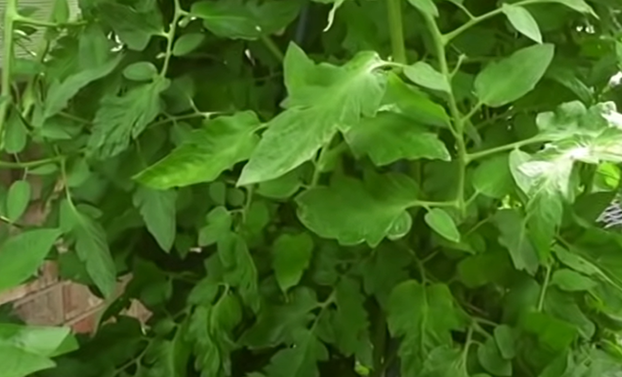 How to Get Rid of Flies in Vegetable Garden? - GardenProfy