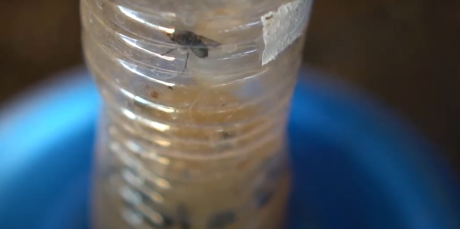 How to Get Rid of Flies in Vegetable Garden? - GardenProfy