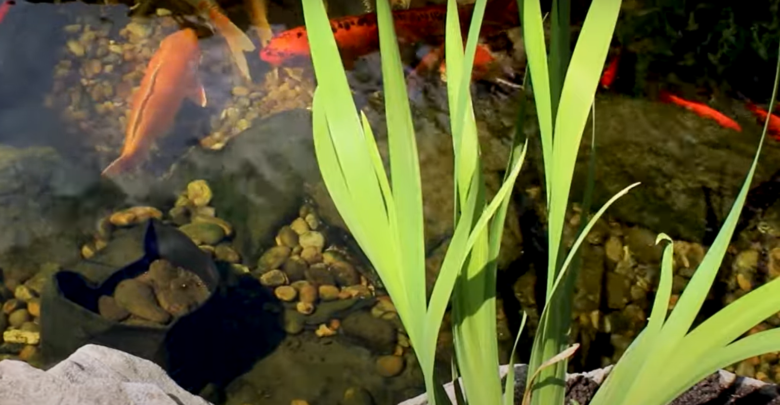 Is a Pond Sludge Good for the Garden? - GardenProfy