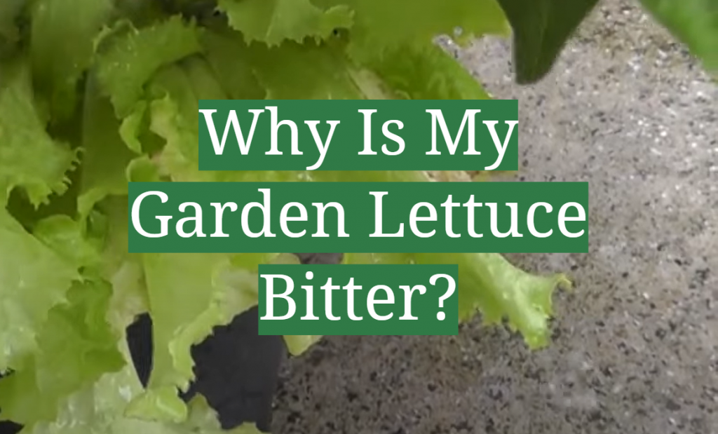 Why Is My Garden Lettuce Bitter? - GardenProfy