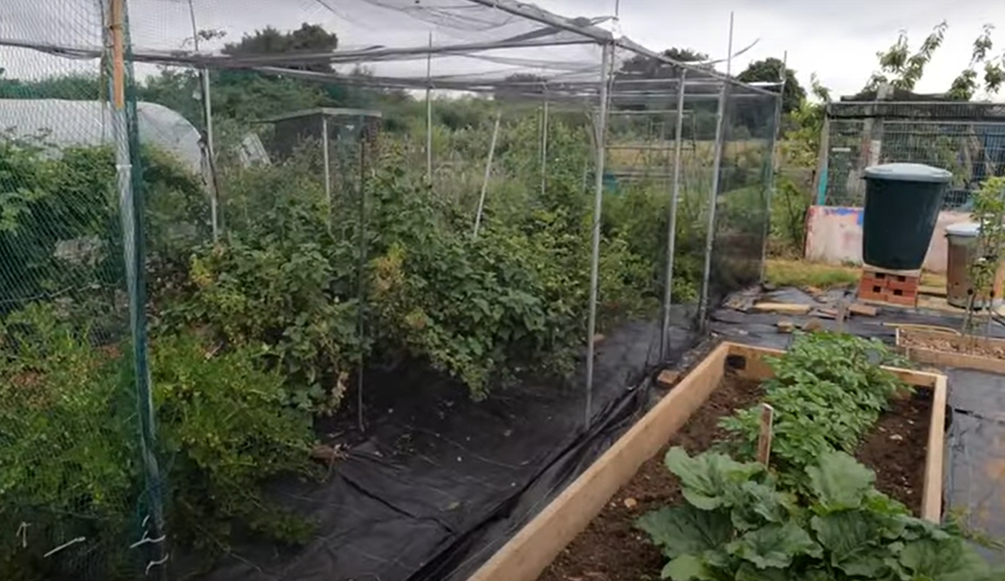 How to Build a Garden Cage? - GardenProfy