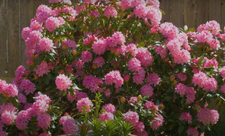 How to Get Rid of Fungus in Garden Soil? - GardenProfy