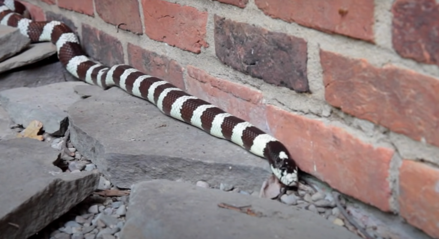 How to Get Rid of Garter Snakes in My Garden? - GardenProfy