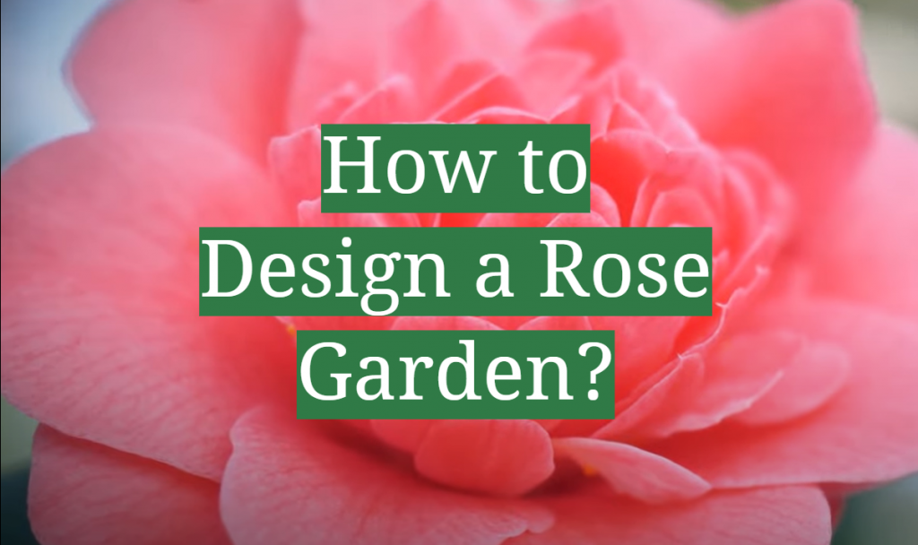 How to Design a Rose Garden? - GardenProfy