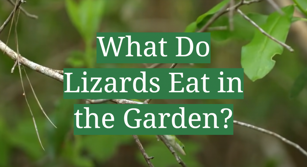 What Do Lizards Eat in the Garden? - GardenProfy