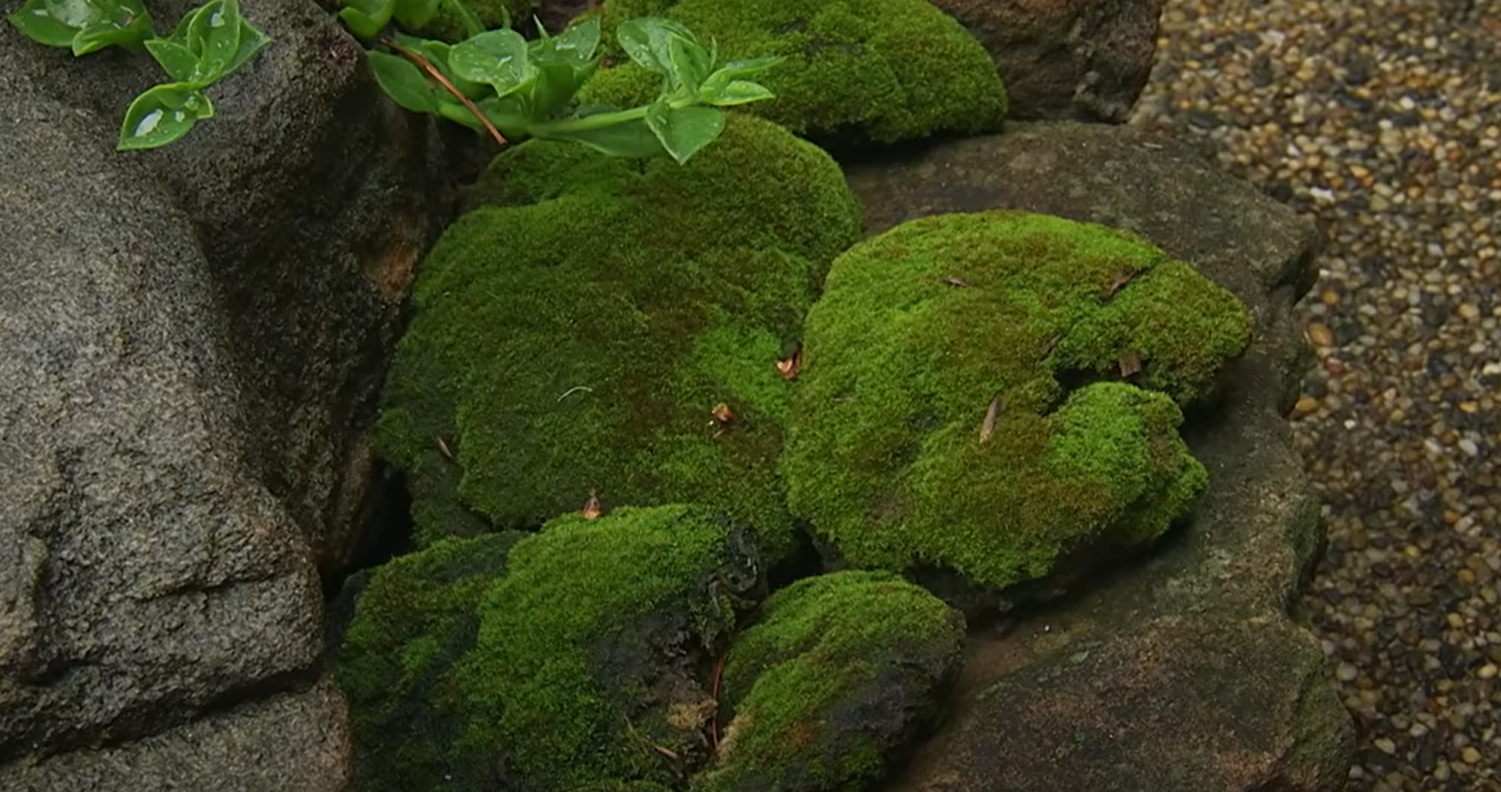 How to Convert a Pond Into a Garden? - GardenProfy