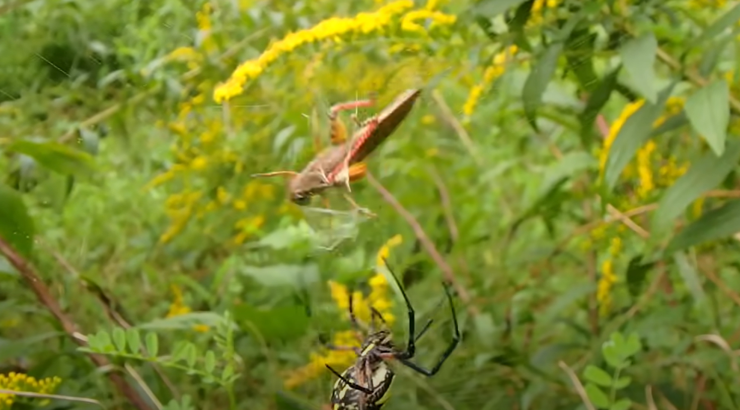 Are Garden Spiders Poisonous? - GardenProfy