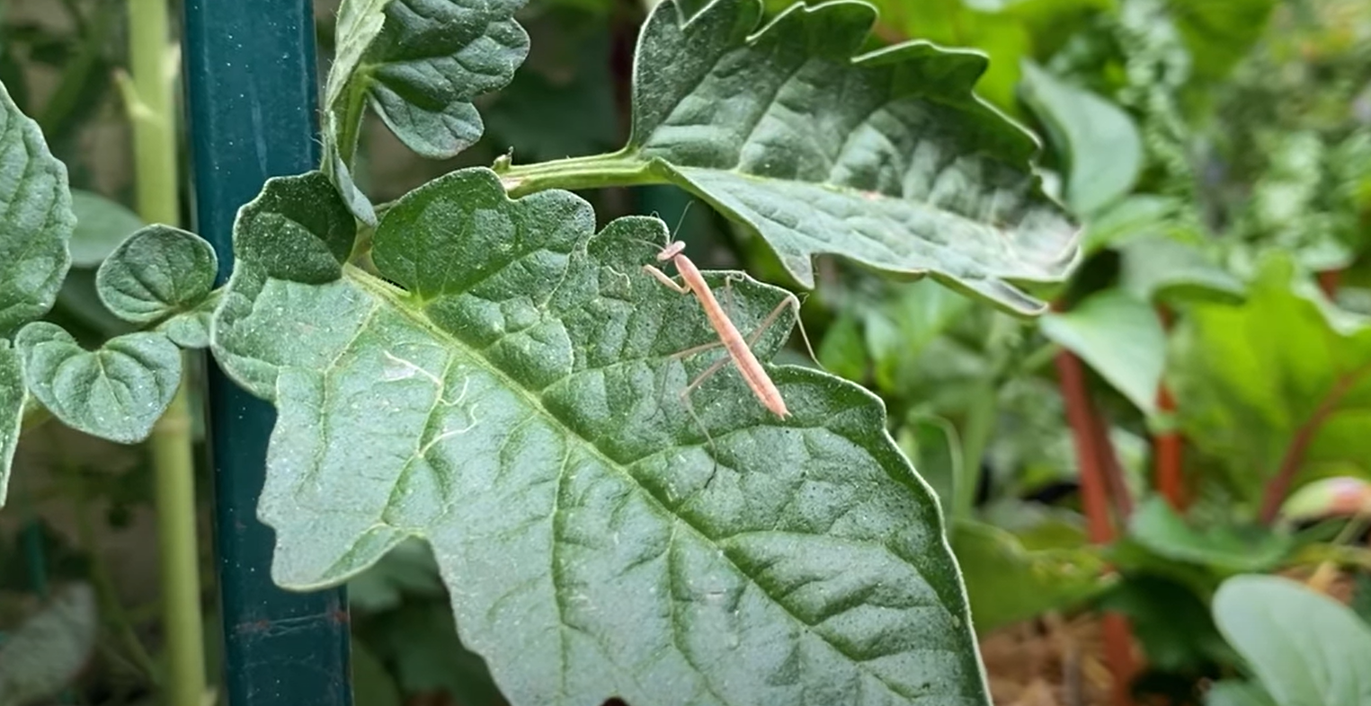 Are Praying Mantis Good for the Garden? - GardenProfy