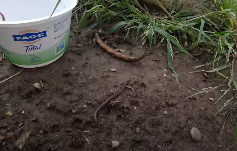 How to Find Worms in Your Backyard? - GardenProfy