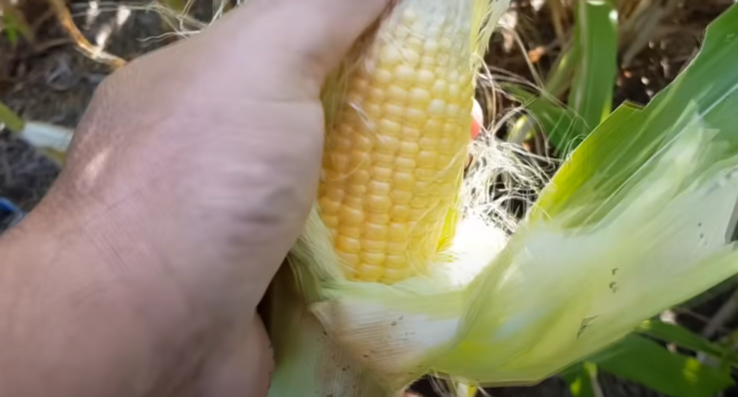 How to Grow Corn in a Small Garden? - GardenProfy
