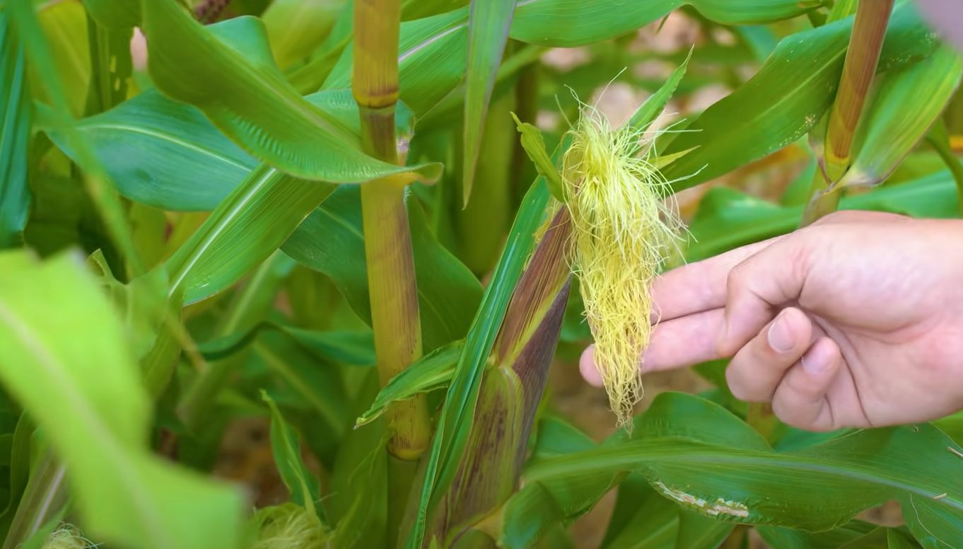 How to Grow Corn in a Small Garden? - GardenProfy