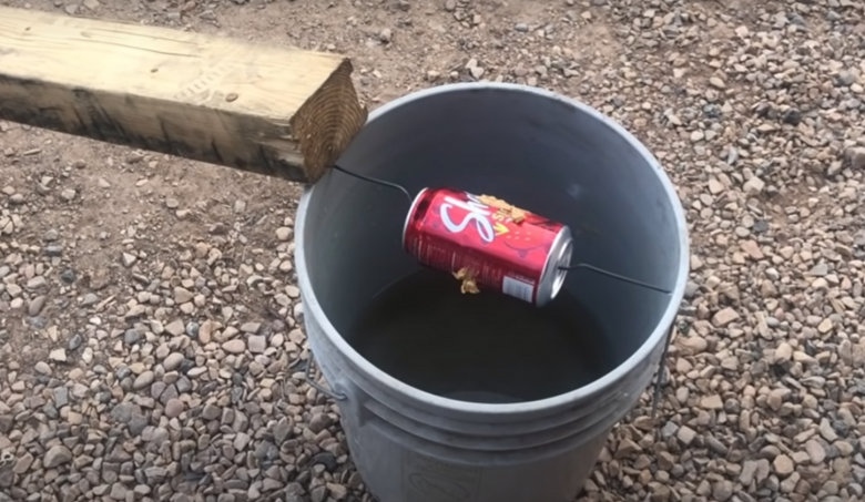 How to Keep Rats Out of the Garden? - GardenProfy