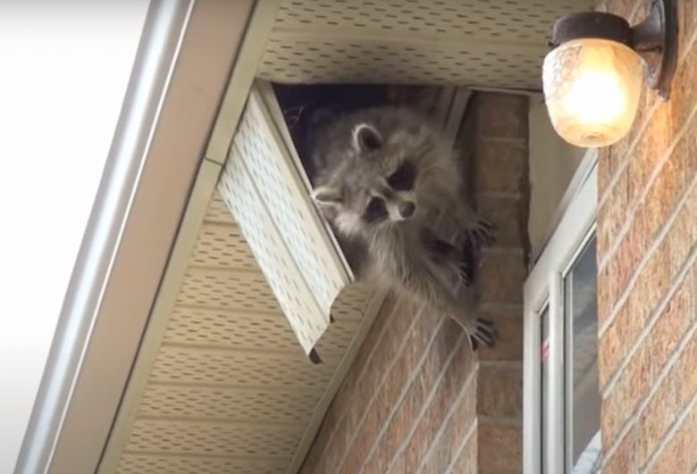 How to Stop Raccoons From Pooping in the Yard? - GardenProfy