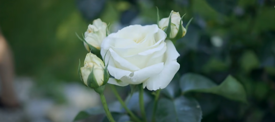 Garden Roses vs. Roses: What’s the Difference? - GardenProfy
