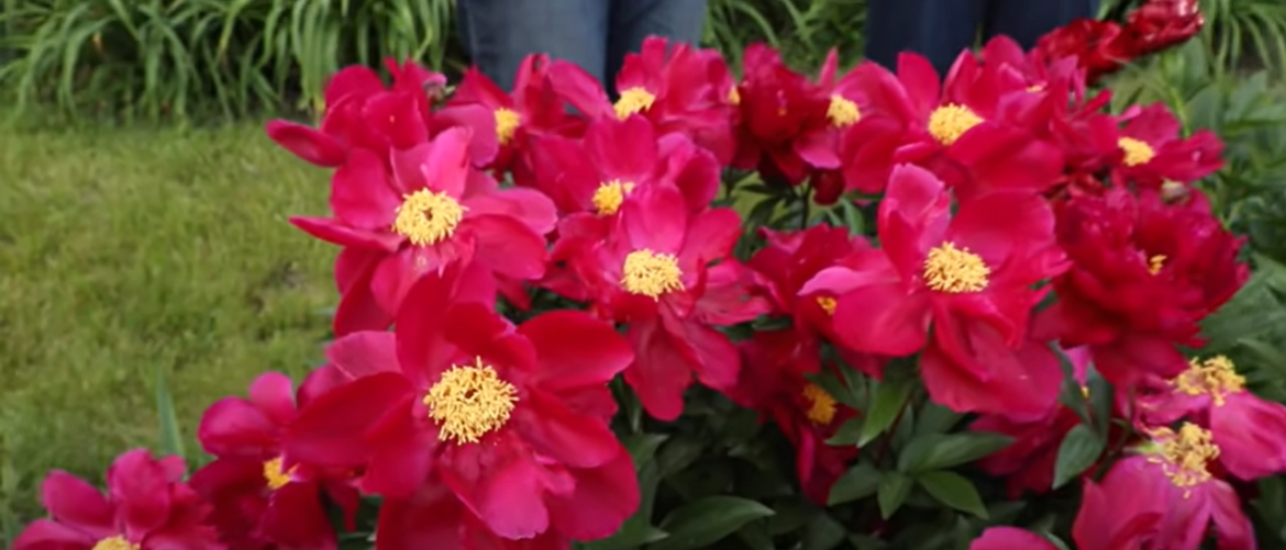 Peony Garden Design Ideas - GardenProfy