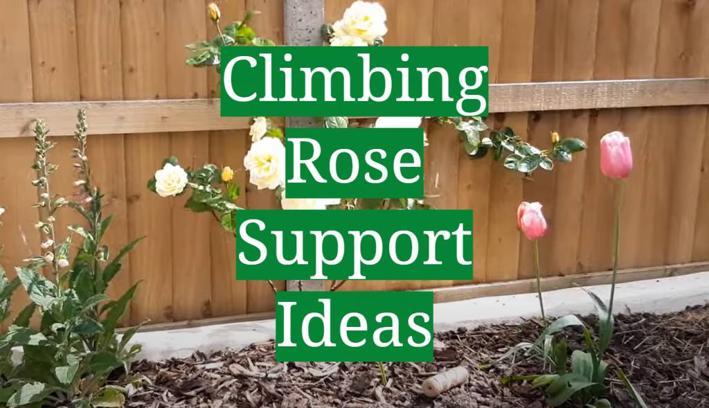 Climbing Rose Support Ideas - GardenProfy