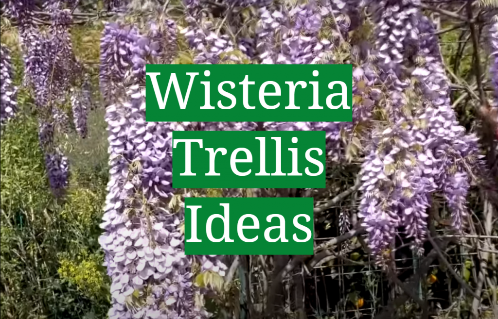 Wisteria Trellis Ideas - GardenProfy