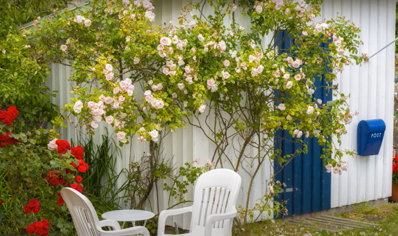 Climbing Rose Support Ideas - GardenProfy