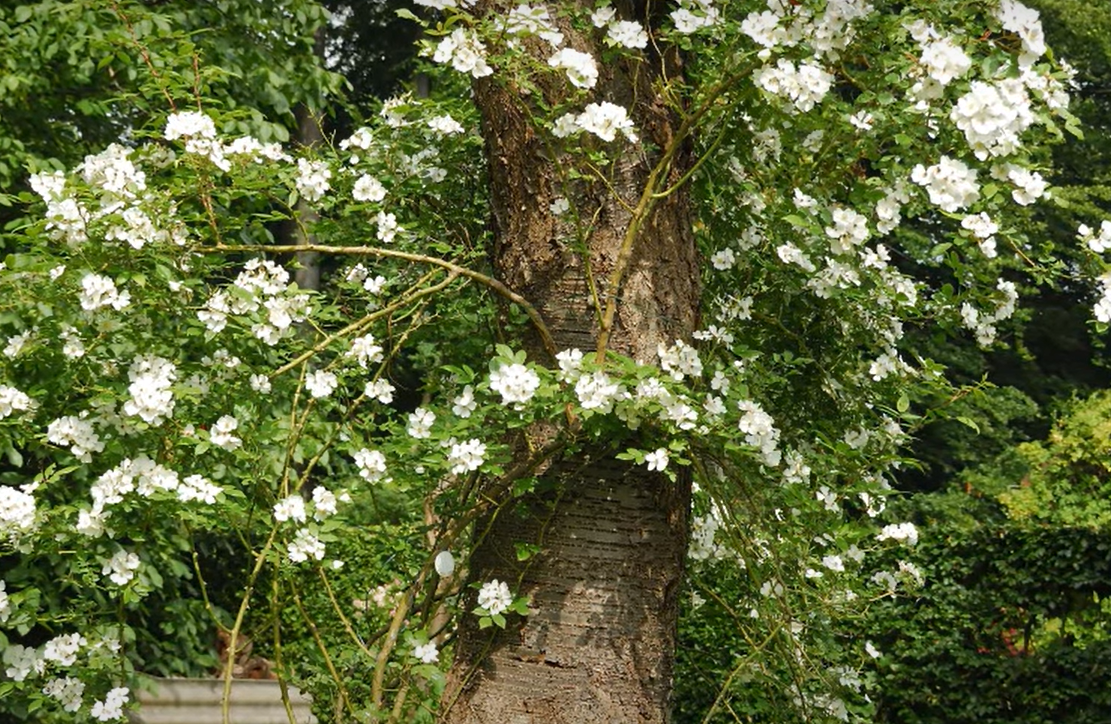 Climbing Rose Support Ideas - GardenProfy