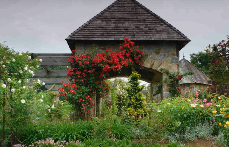 Climbing Rose Support Ideas - GardenProfy