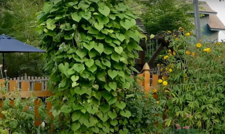 Wisteria Trellis Ideas - GardenProfy