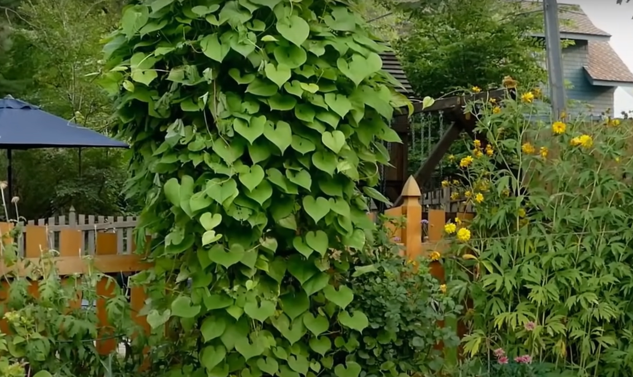 Wisteria Trellis Ideas - GardenProfy