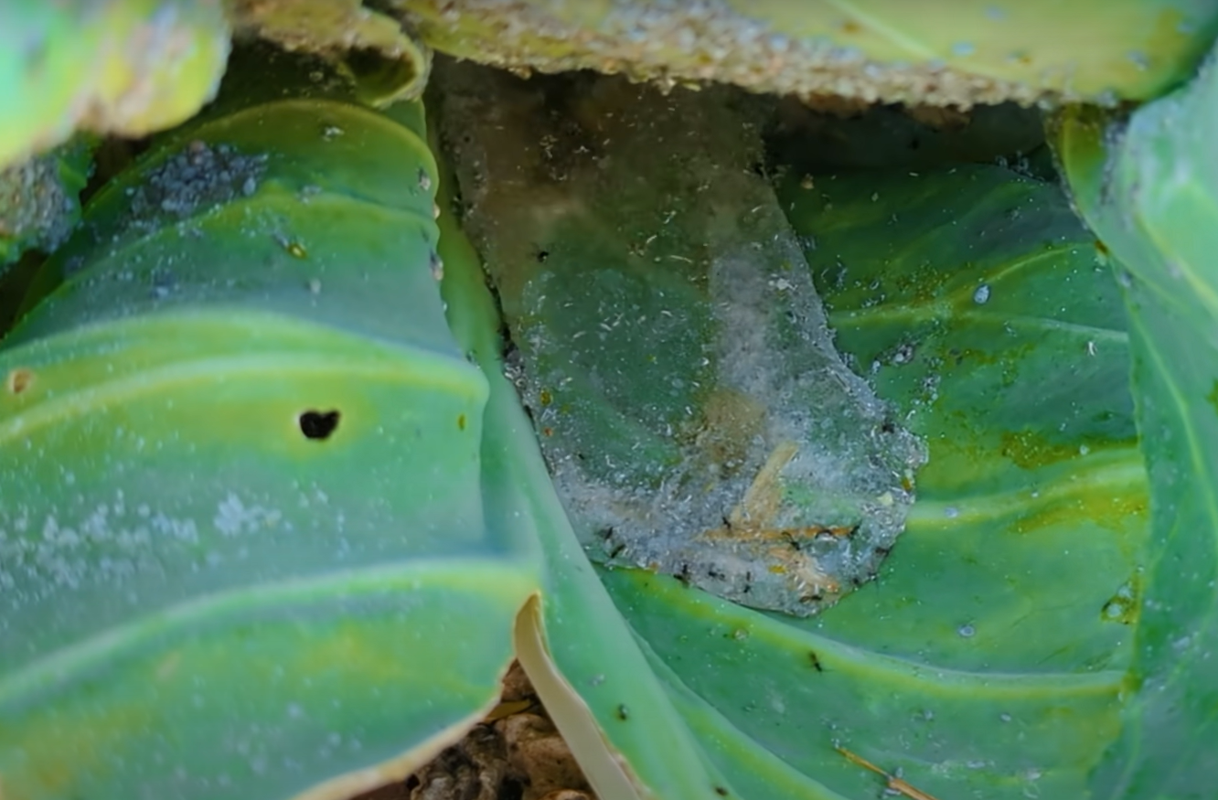 Are Aphids Harmful to Humans? - GardenProfy