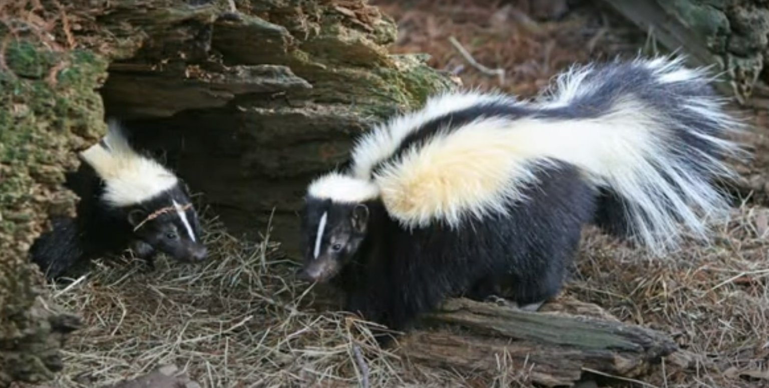 How to Get Rid of Skunks Under a Shed? - GardenProfy