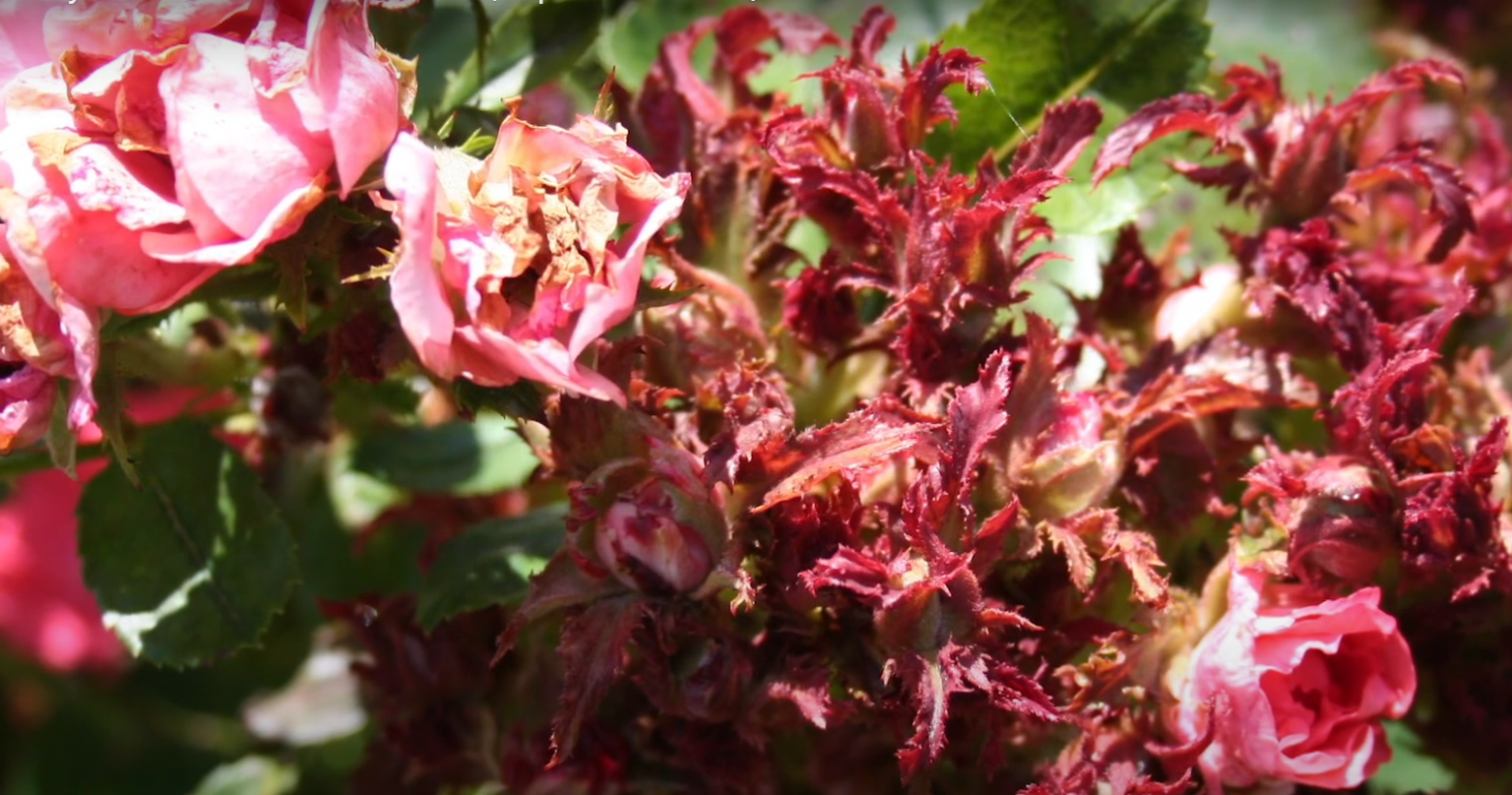 Red Leaves on Roses: What to Do? - GardenProfy