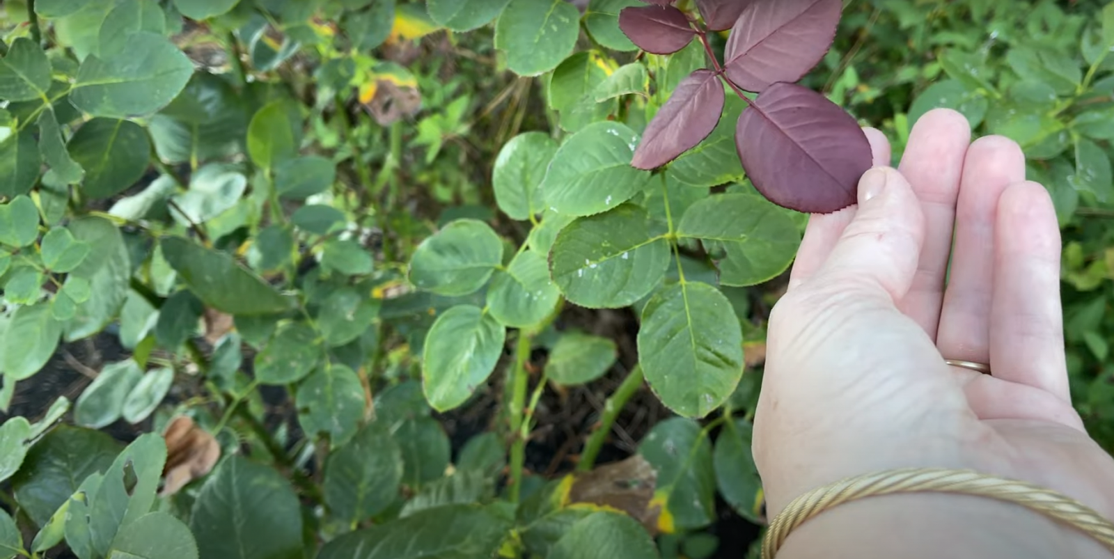 Red Leaves on Roses: What to Do? - GardenProfy