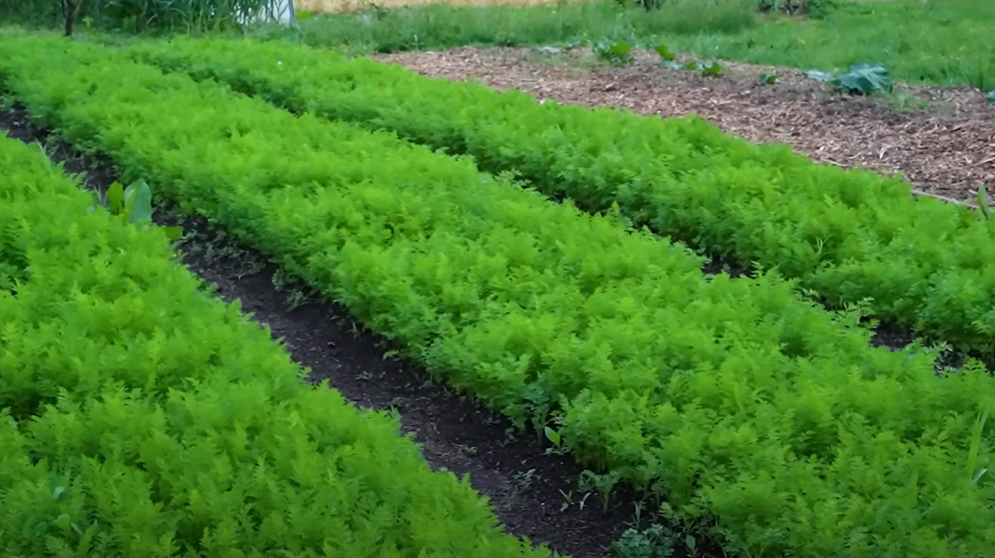 Garden Tilling Pros and Cons - GardenProfy