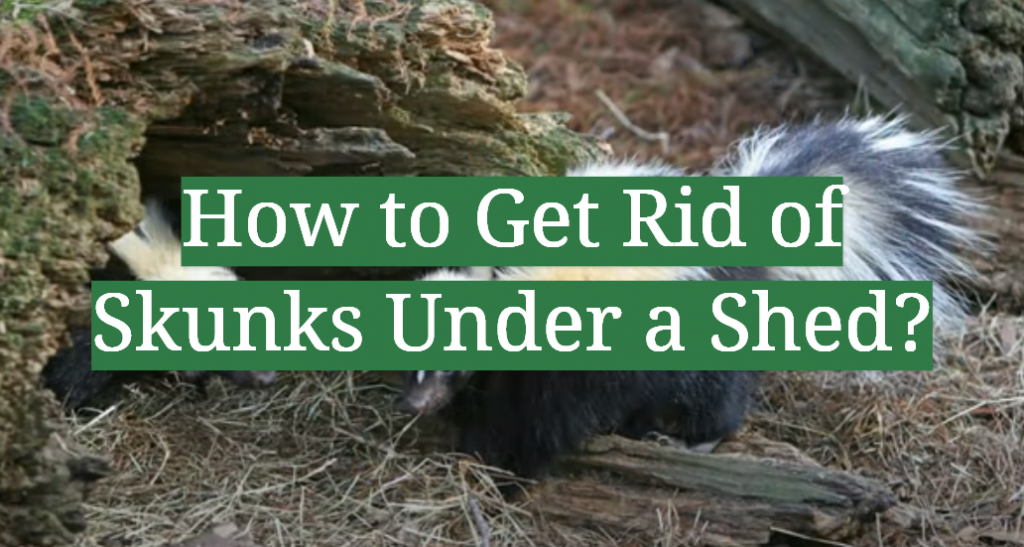 How to Get Rid of Skunks Under a Shed? - GardenProfy