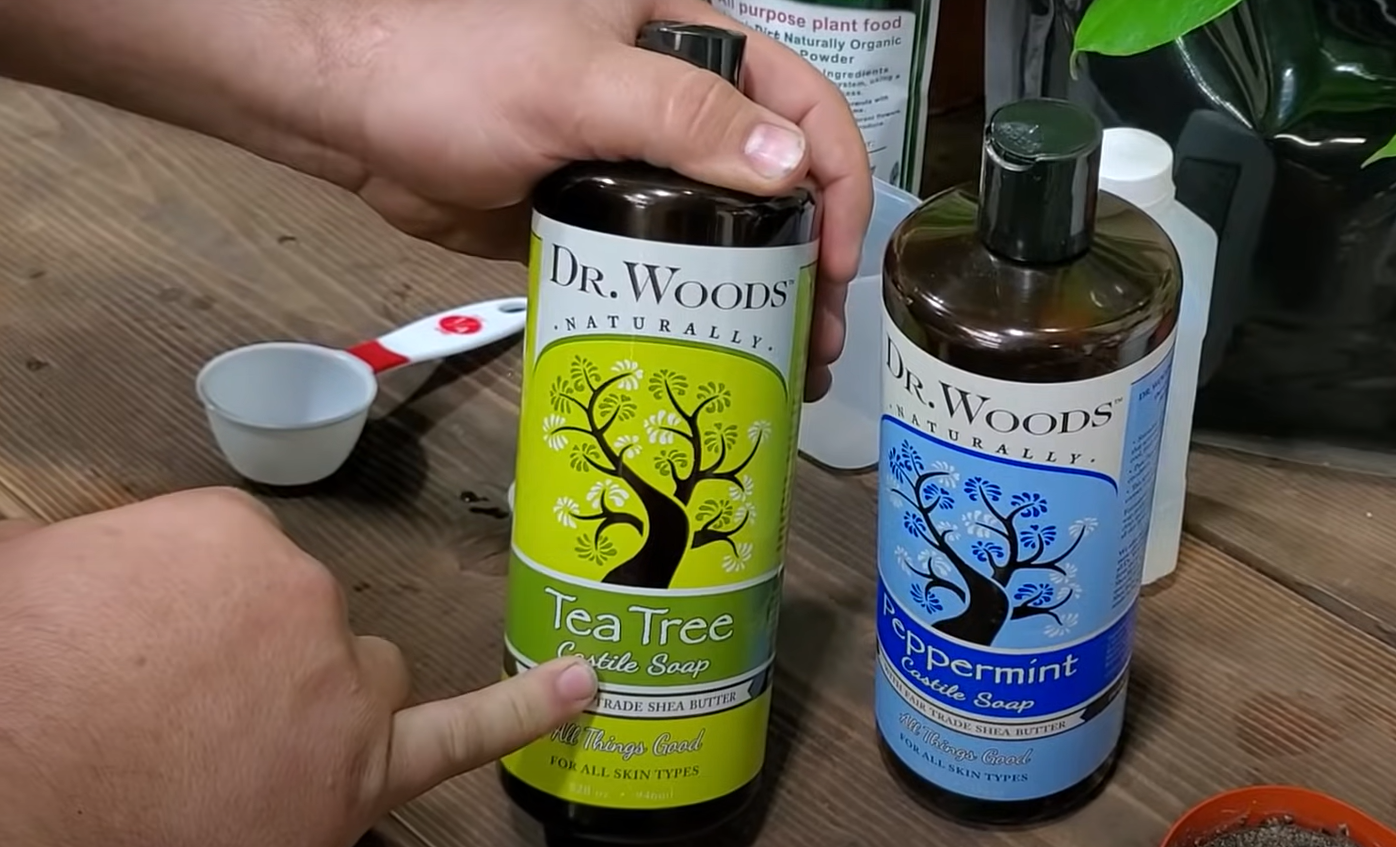 What Do Spider Mites Look Like on Plants? - GardenProfy