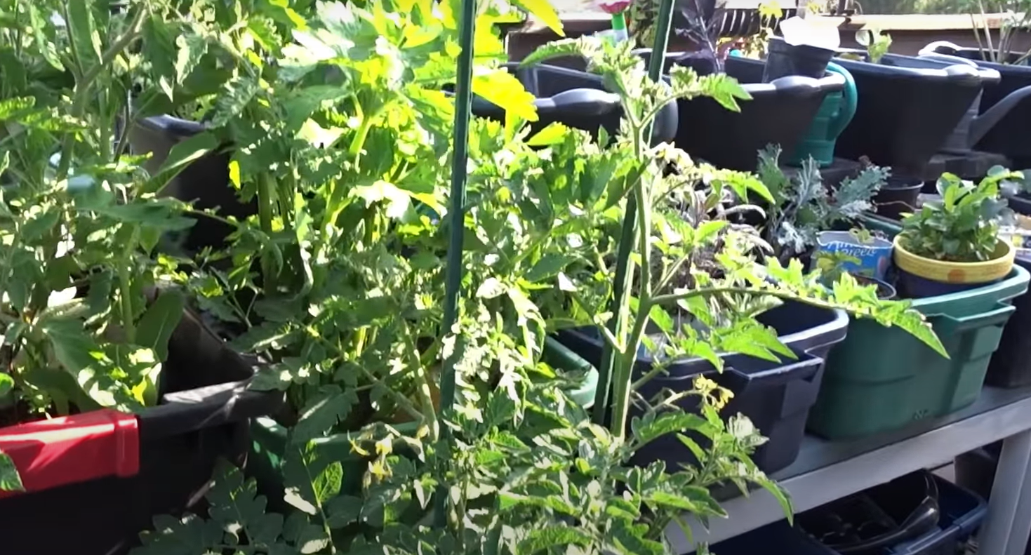 What Plants Grow Well in Cinder Blocks? - GardenProfy