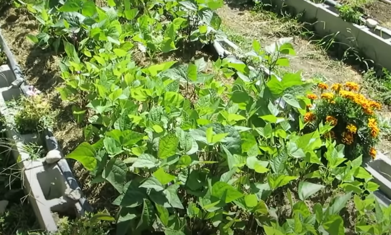 What Plants Grow Well in Cinder Blocks? - GardenProfy