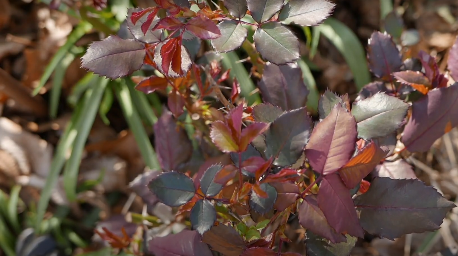 Red Leaves on Roses: What to Do? - GardenProfy