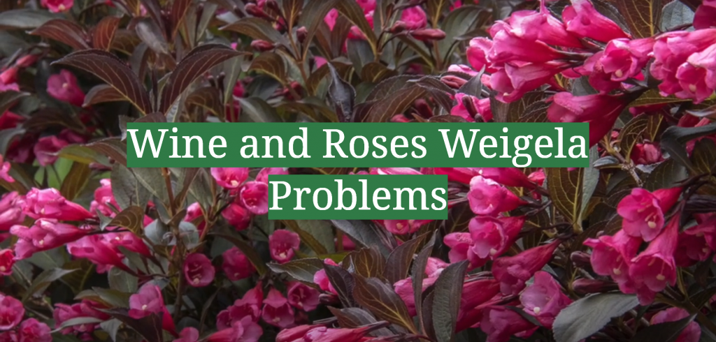 Wine and Roses Weigela Problems - GardenProfy