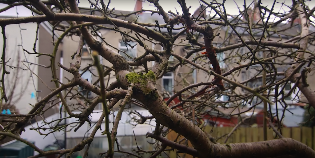 How to Revive a Dying Plum Tree? - GardenProfy