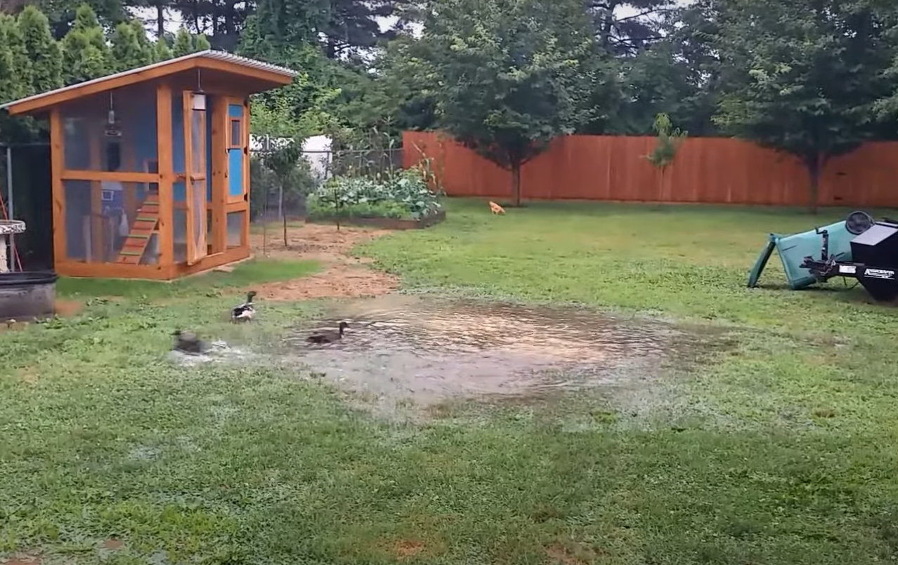My Yard Is Always Wet and Muddy: What to Do? - GardenProfy
