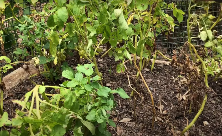 Seed Potatoes vs. Regular Potatoes: What’s the Difference? - GardenProfy