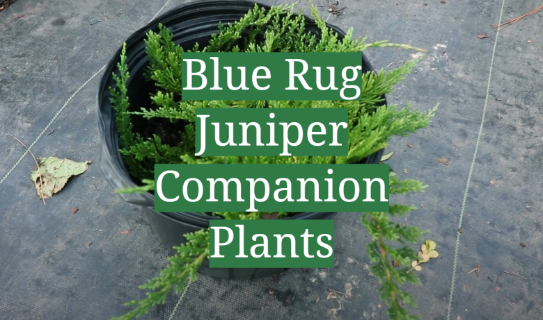 Blue Rug Juniper Companion Plants - GardenProfy