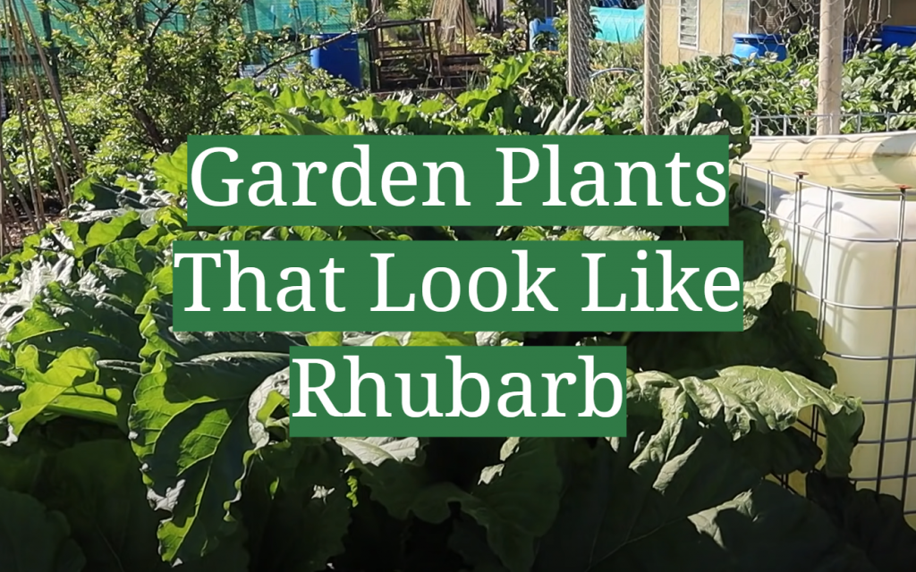 Garden Plants That Look Like Rhubarb - GardenProfy