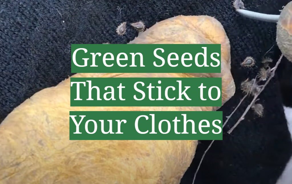 Green Seeds That Stick to Your Clothes - GardenProfy