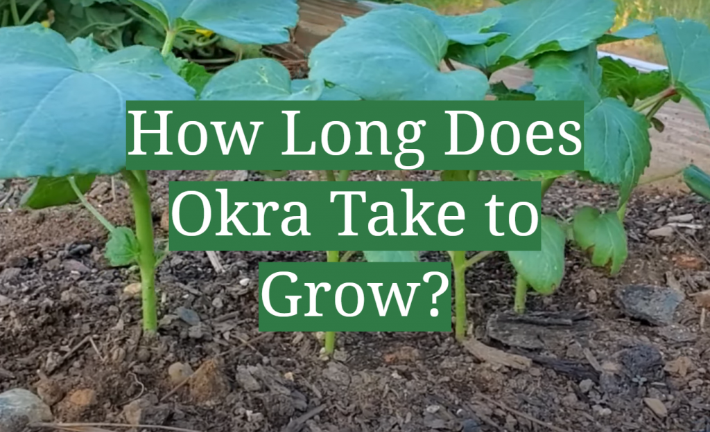 How Long Does Okra Take to Grow? - GardenProfy