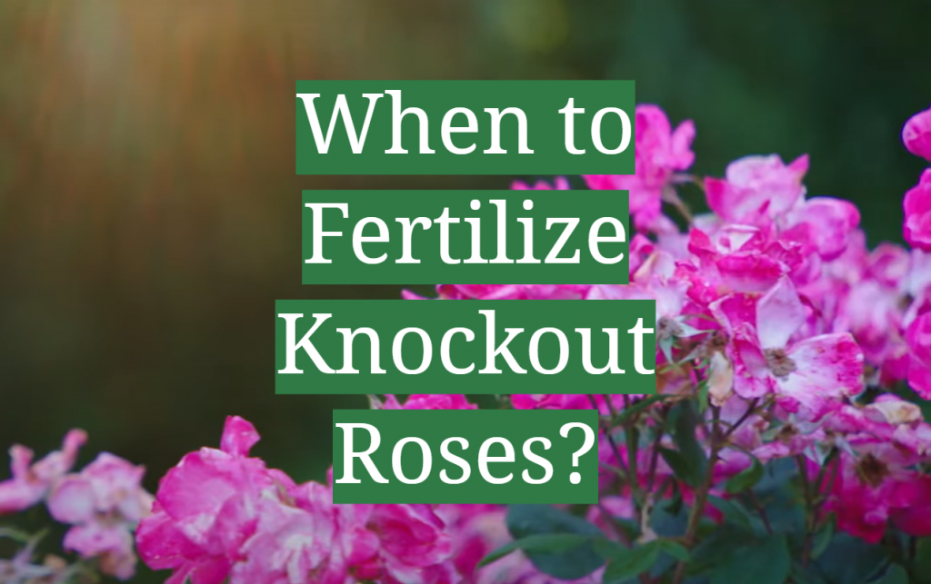 When to Fertilize Knockout Roses? - GardenProfy