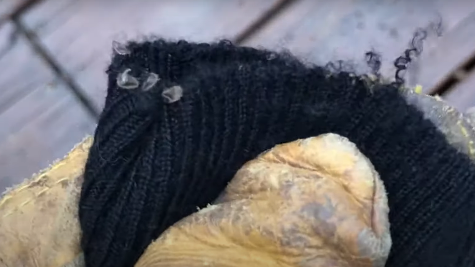 Green Seeds That Stick to Your Clothes - GardenProfy